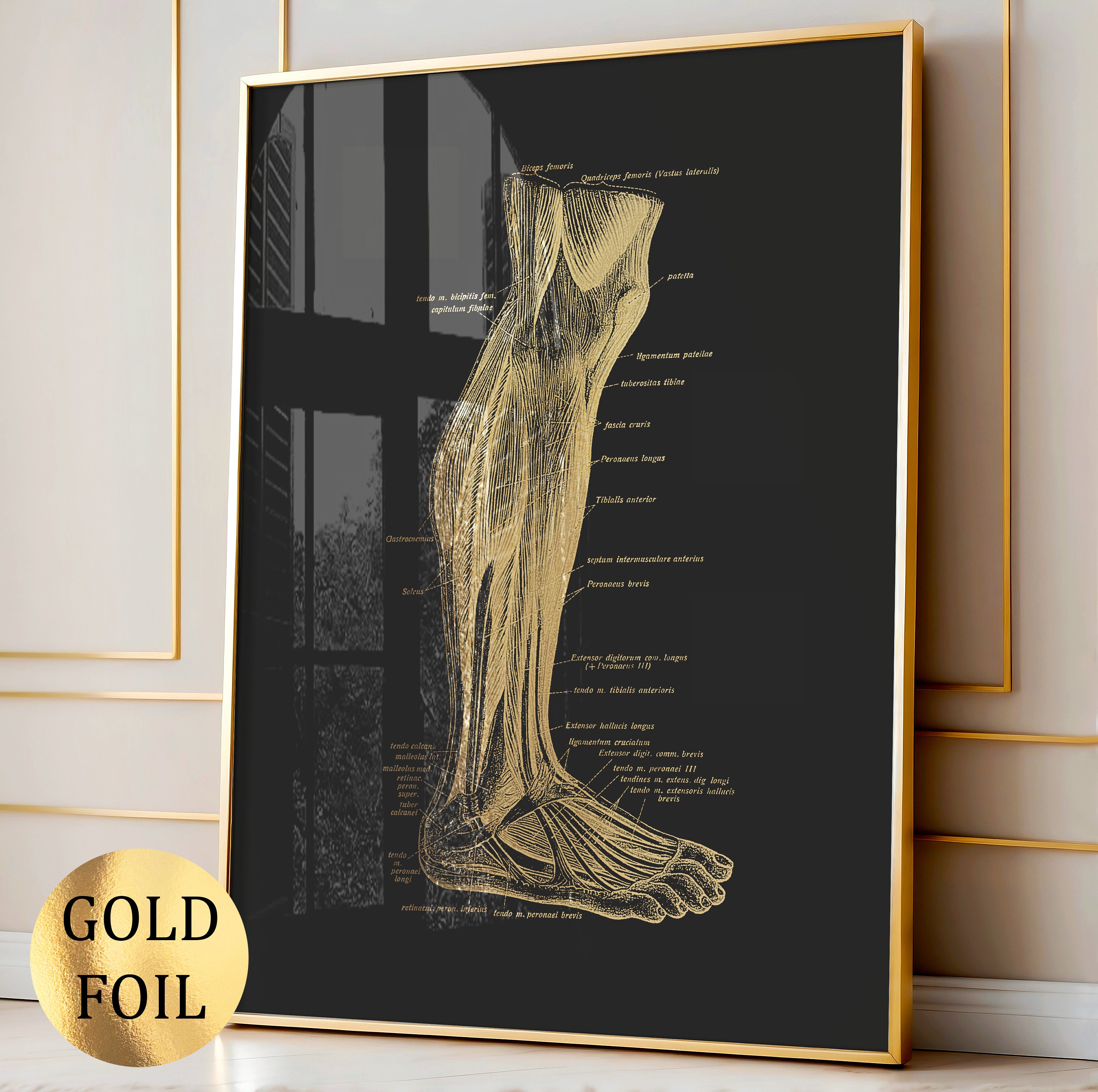 Set 6 Gold Anatomy Art Muscular System Posters Massage Clinic Wall ...