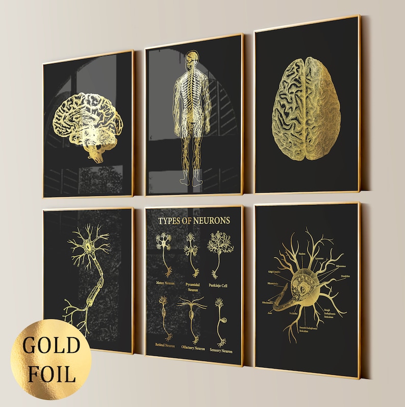 Set 6 Neurology Art Anatomy Art Medical Art Anatomical Brain Poster ...