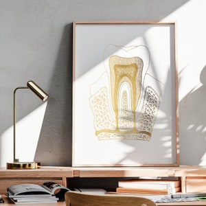 Tooth Anatomy Art Tooth Structure Poster Dental Art Dentistry Art ...