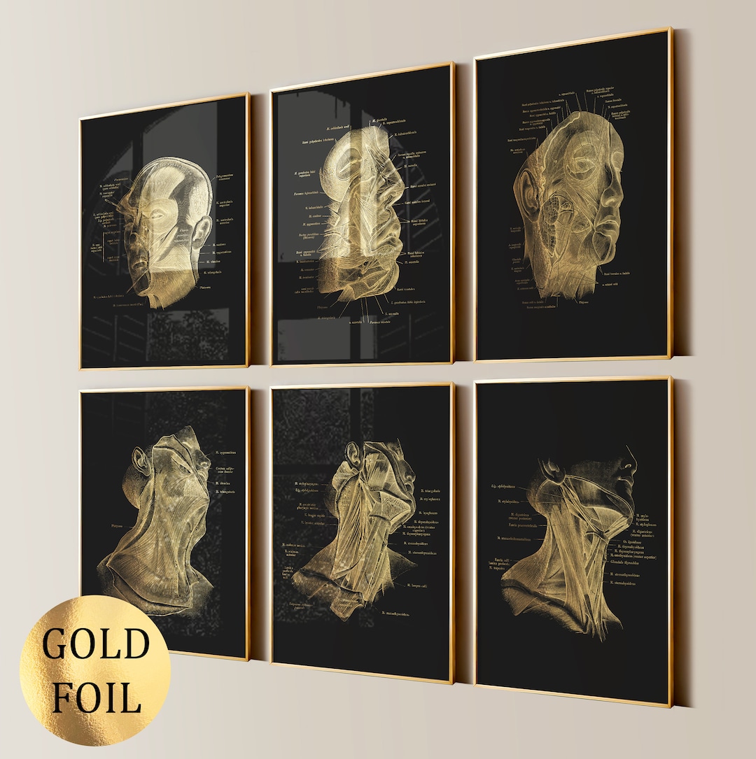 Set 6 Facial Anatomy Art Neck Poster Facial and Neck Muscles Medical ...