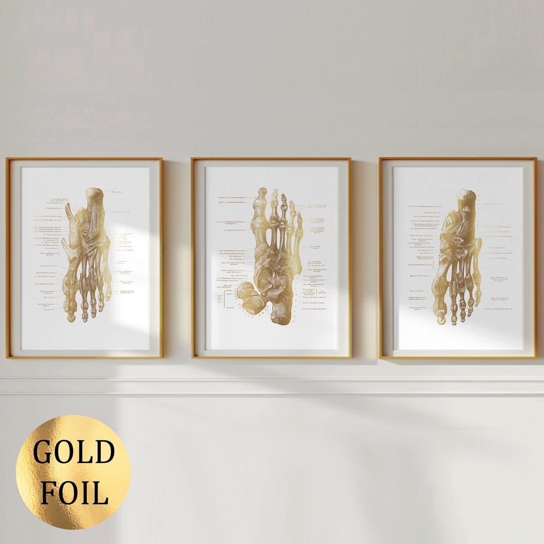 3 Foot Anatomy Posters Foot Bones Diagram Gold Foil Print Medical Art ...