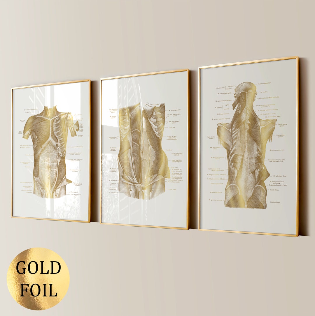 3 Gold Anatomy Art Muscle Poster Medical Art Massage Clinic Decor ...