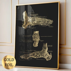 6 Gold Foot Anatomy Posters Skeletal System Print Orthopedic Art Foot ...