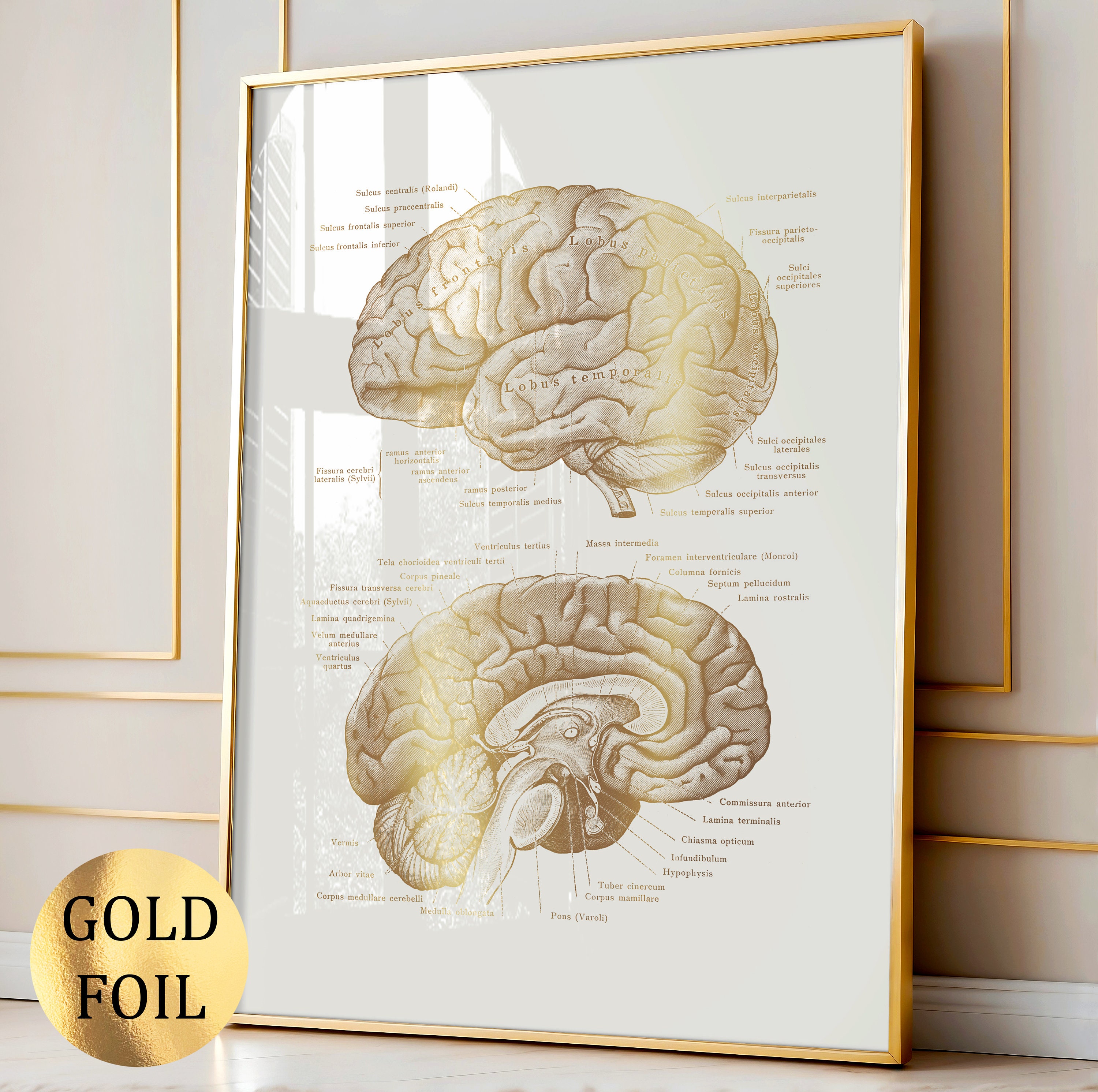3 Brain Anatomy Art, Neurology Art, Medical Art, Gold Foil Art ...