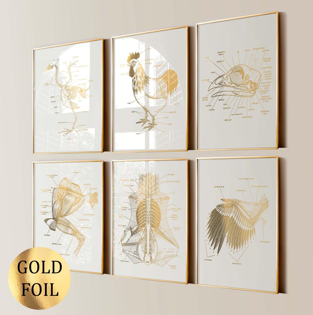 6 Chicken Anatomy Art Posters Poultry Medicine Veterinary Art Bird ...