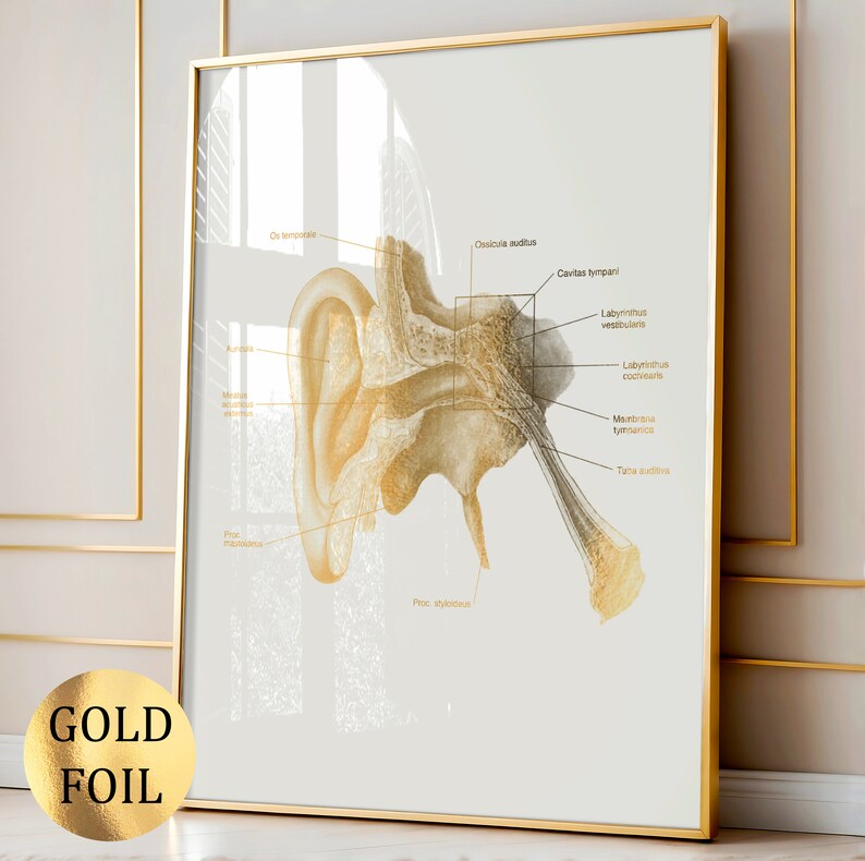 4 Gold Ear Anatomy Posters, Medical Art, Auditory System, Hearing ...