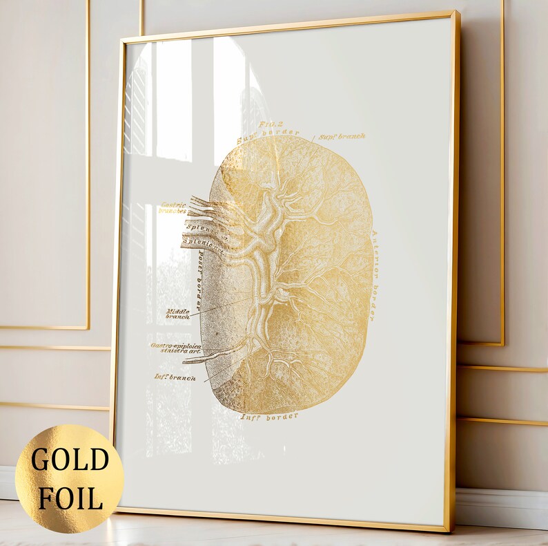 4 Internal Organs Anatomy Art Kidney Art Liver Art Spleen Art Pancreas ...