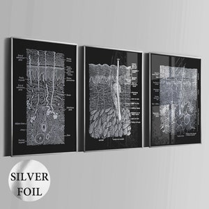 3 Human Skin Anatomy Posters Dermatology Art Medical Art Skin Care ...