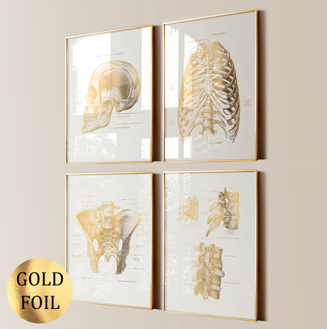Set 4 Skeleton Anatomy Art, Skeletal System Posters, Gold Foil Print ...