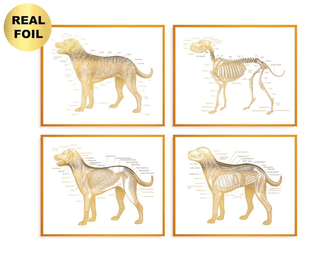 4 Dog Anatomy Art, Canine Anatomy Posters, Animal Anatomy, Pet Anatomy ...