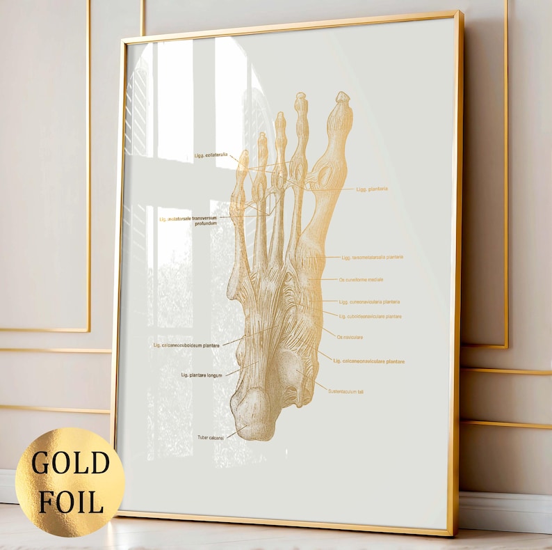 4 Gold Foot Anatomy Art Posters Foot Bones Art Skeletal Art Orthopedic ...