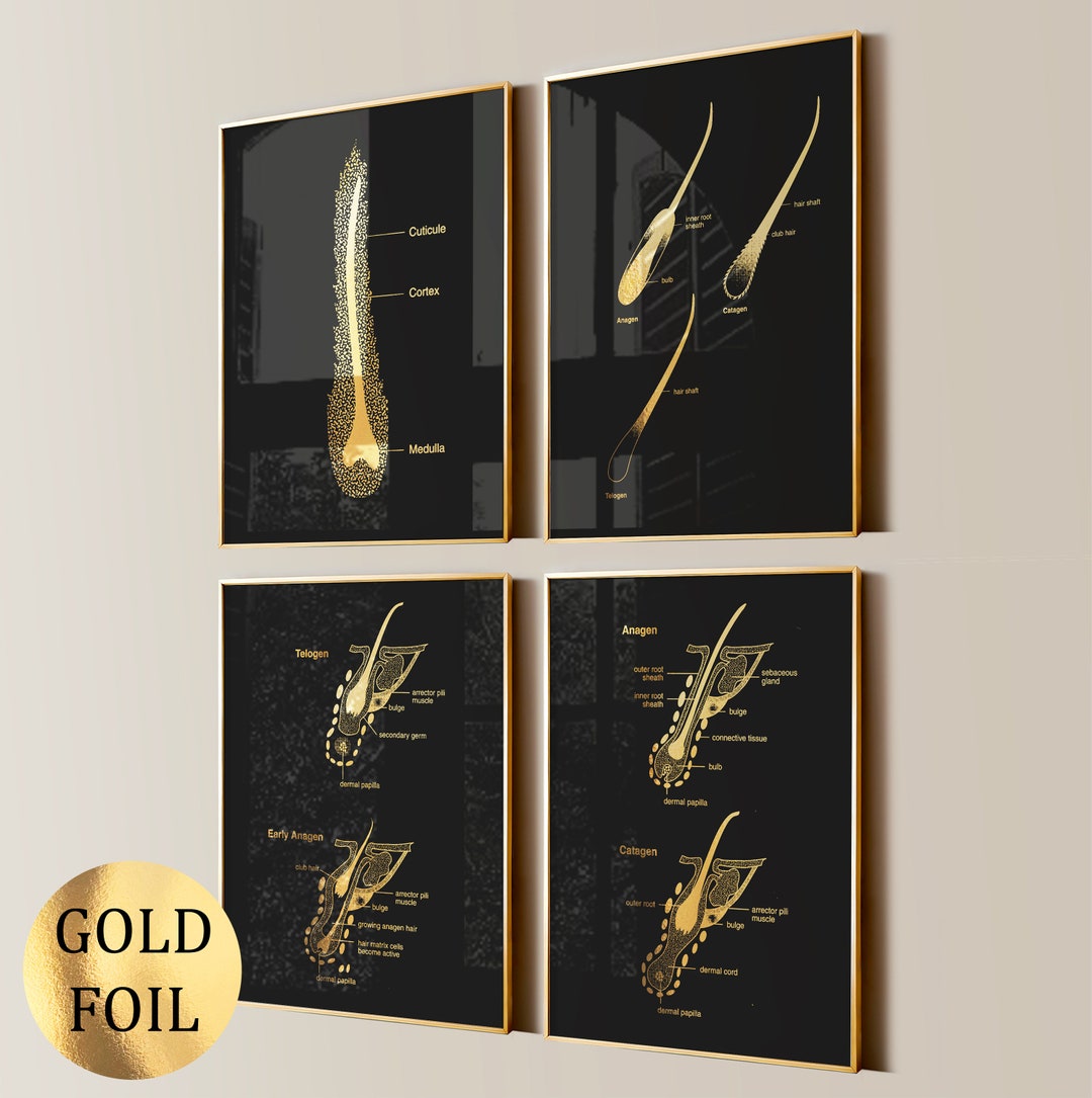 4 Human Hair Structure Posters Hail Follicle Diagram Hair Removal ...
