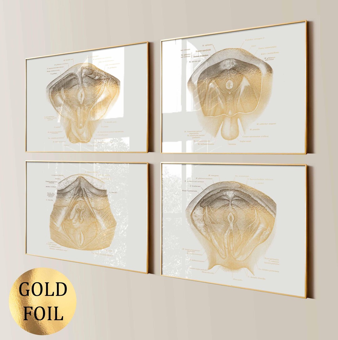 4 Perineum Anatomy Art Perineum Muscles Posters Female Perineal Area ...