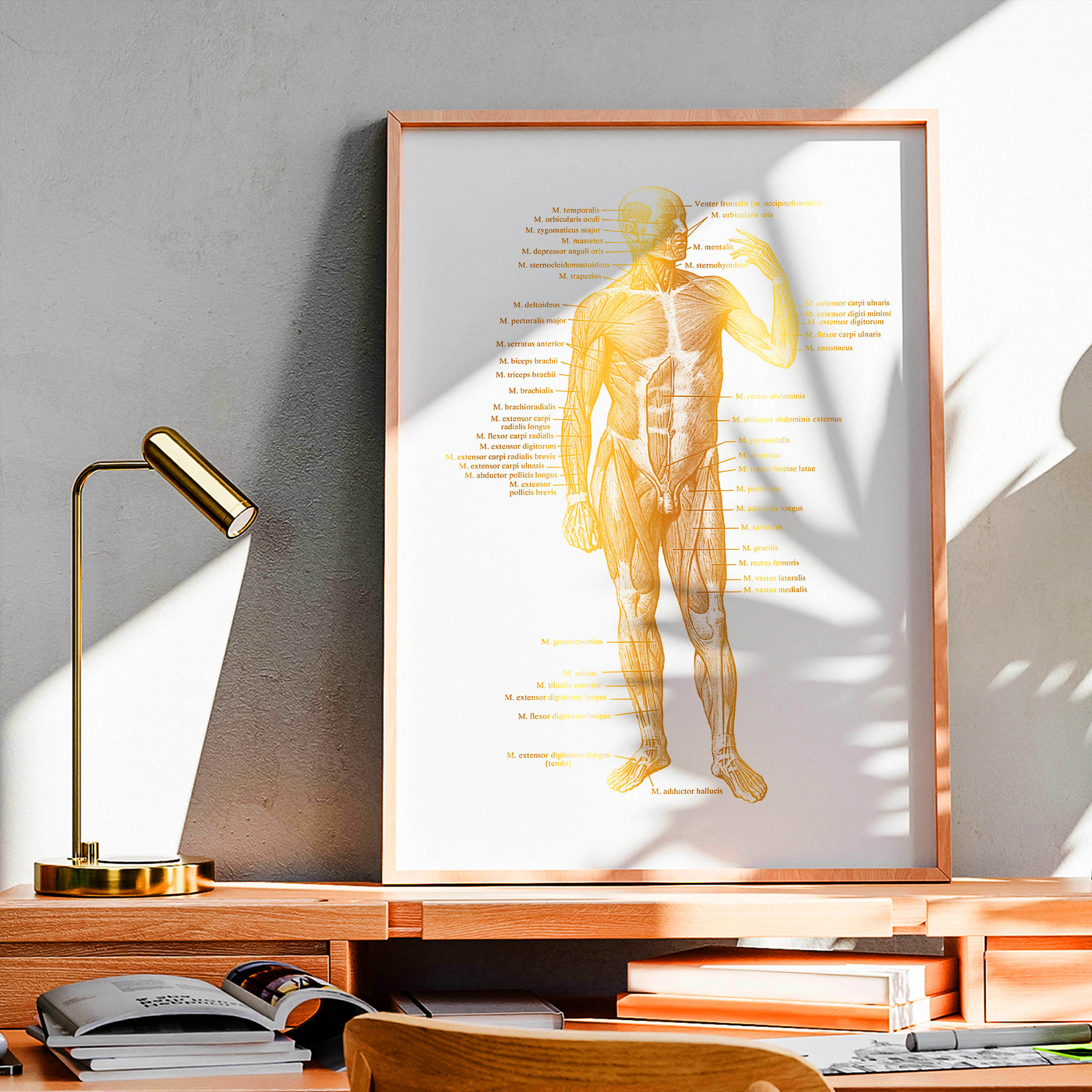 Gold Anatomy Art Labeled Muscular System Poster Body Structure Diagram ...