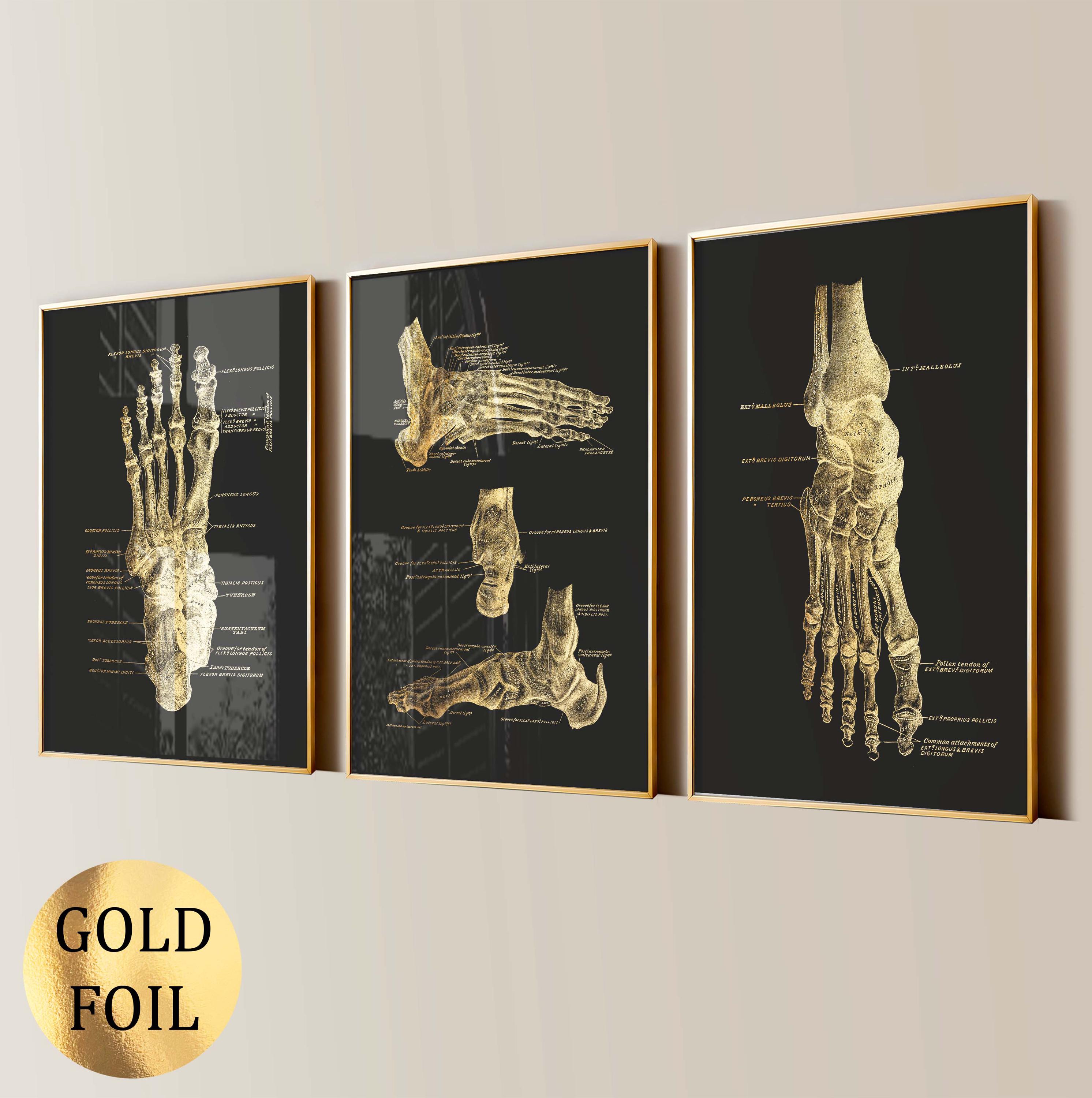Set 3 Foot Anatomy Posters Orthopedic Gift Medical Art Orthopedist Gift ...