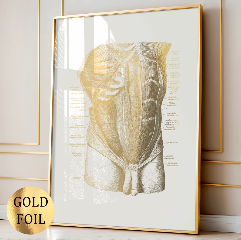 Set 6 Gold Muscular System Anatomy Art Medical Art Massage Clinic Decor ...