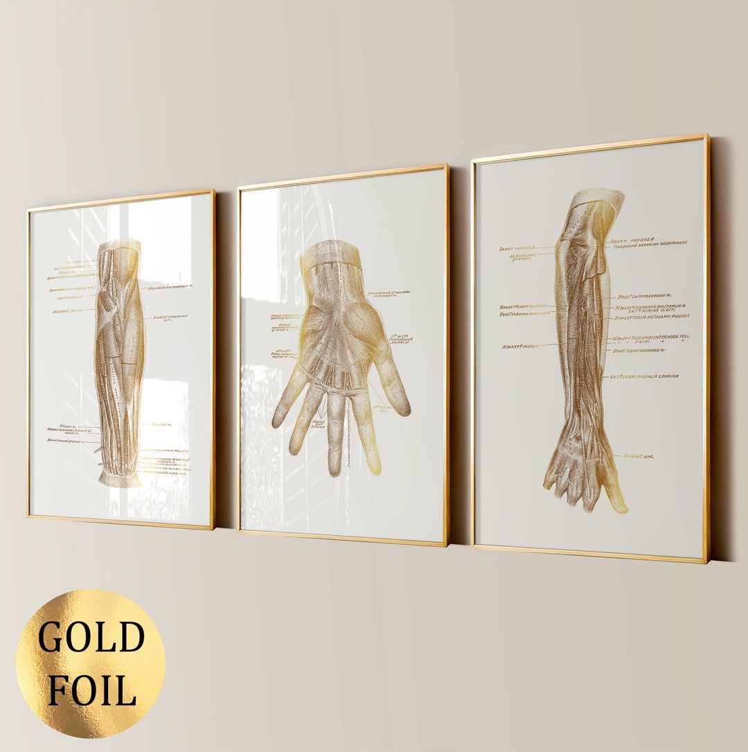 3 Gold Hand Anatomy Art Wrist Muscles Diagram Medical Artwork ...