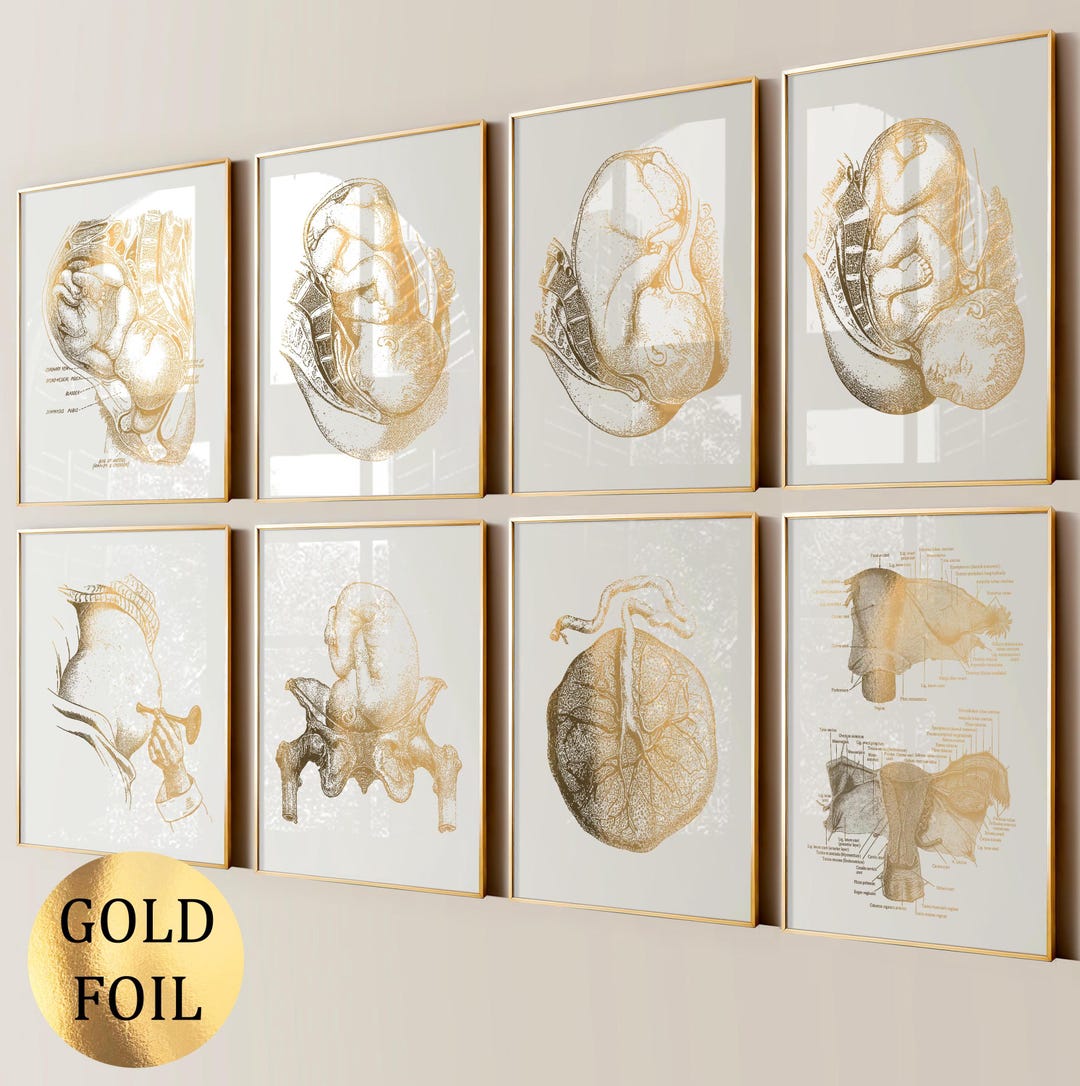 Set 8 Pregnancy Posters Female Anatomy Art Midwife Gift Fetus ...