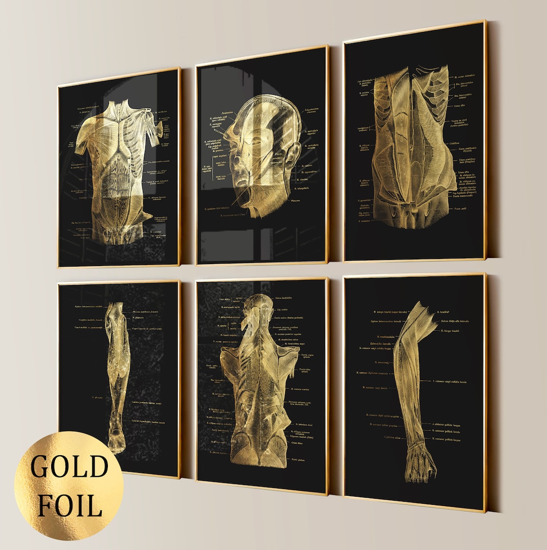 6 Gold Anatomy Art Musculoskeletal System Poster Medical Art Muscle ...