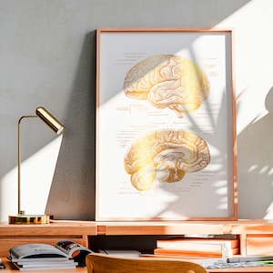 Gold Brain Anatomy Poster Medical Art Neurology Art Neuroscience Art ...