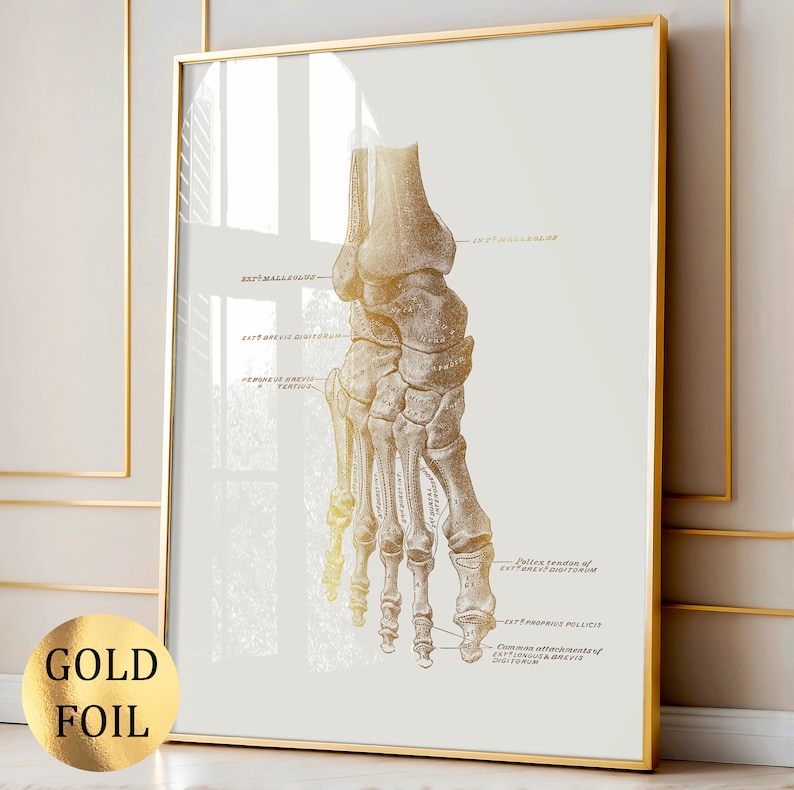 3 Foot Anatomy Art Orthopedic Poster Medical Art Orthopedist Gift ...
