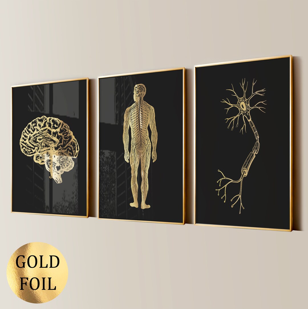 3 Neuroanatomy Art Anatomical Brain Neuron Print Nervous System Diagram ...