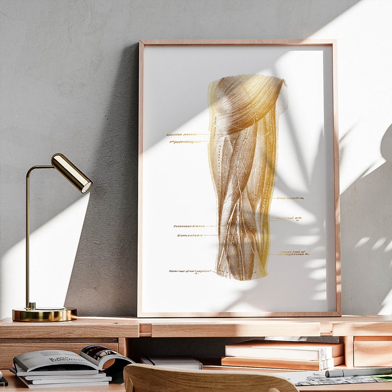 3 Gold Foot Anatomy Art Medical Poster Foot Muscles Diagram Foot ...
