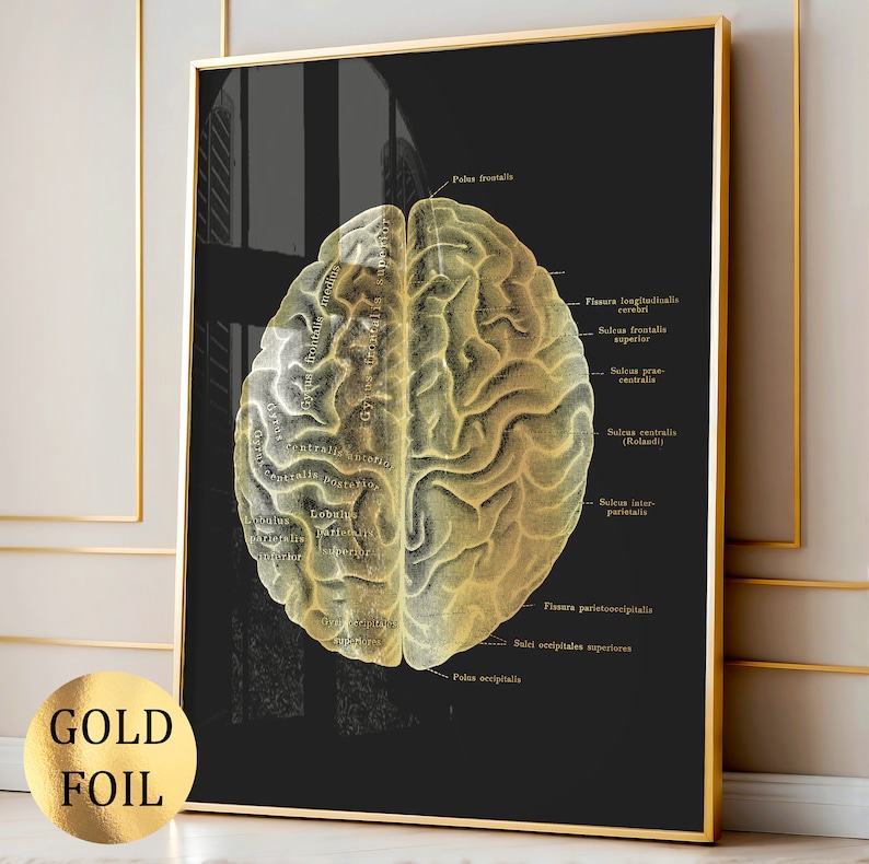 Set 6 Gold Brain Anatomy Art Neuroscience Art Neurology Art Medical Art ...