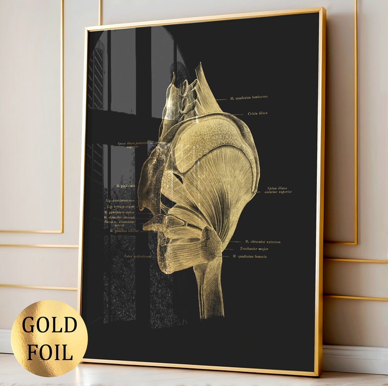 Set 6 Pelvic Floor Anatomy Art Pelvis Poster Hip Flexors Poster ...