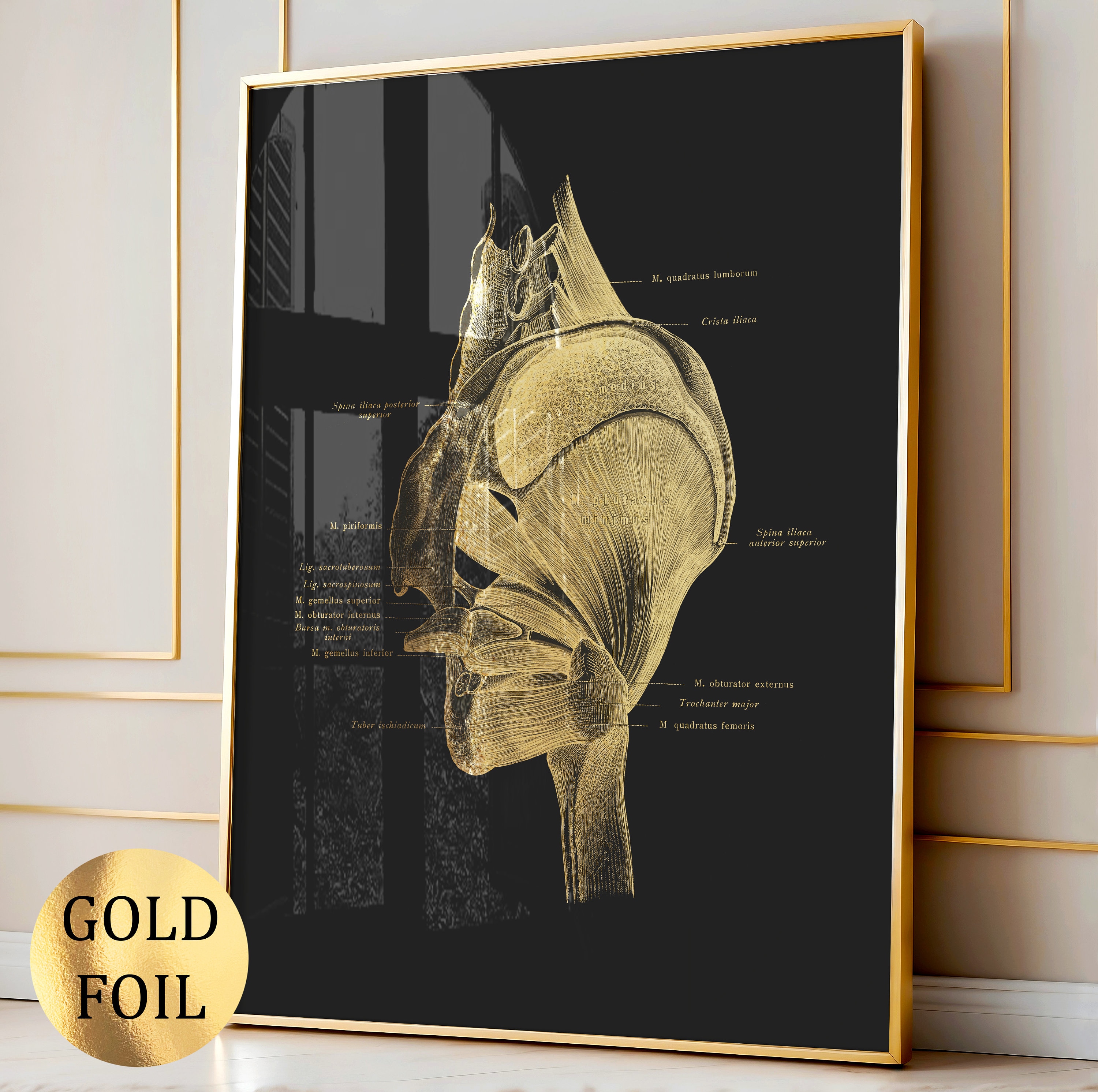 Set 6 Pelvic Floor Anatomy Art Pelvis Poster Hip Flexors Poster ...