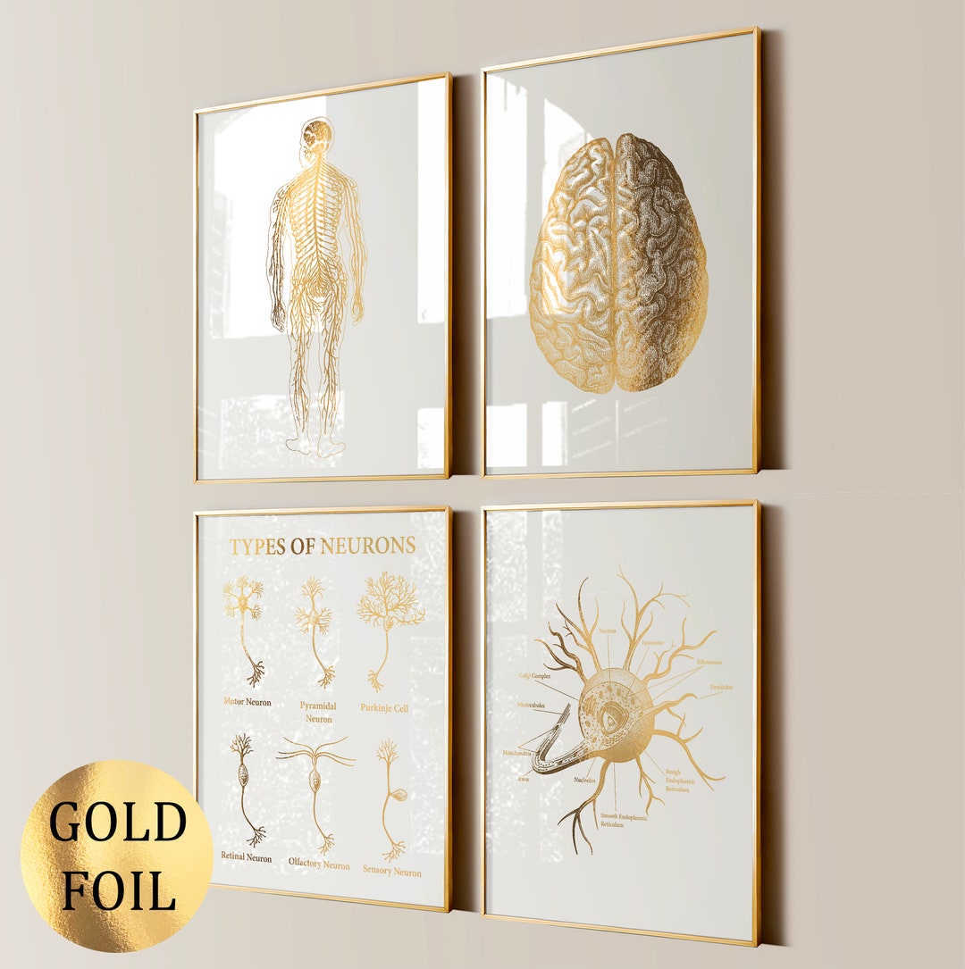 4 Neurology Art, Anatomy Posters, Gold Foil Print, Neuroscience Art ...