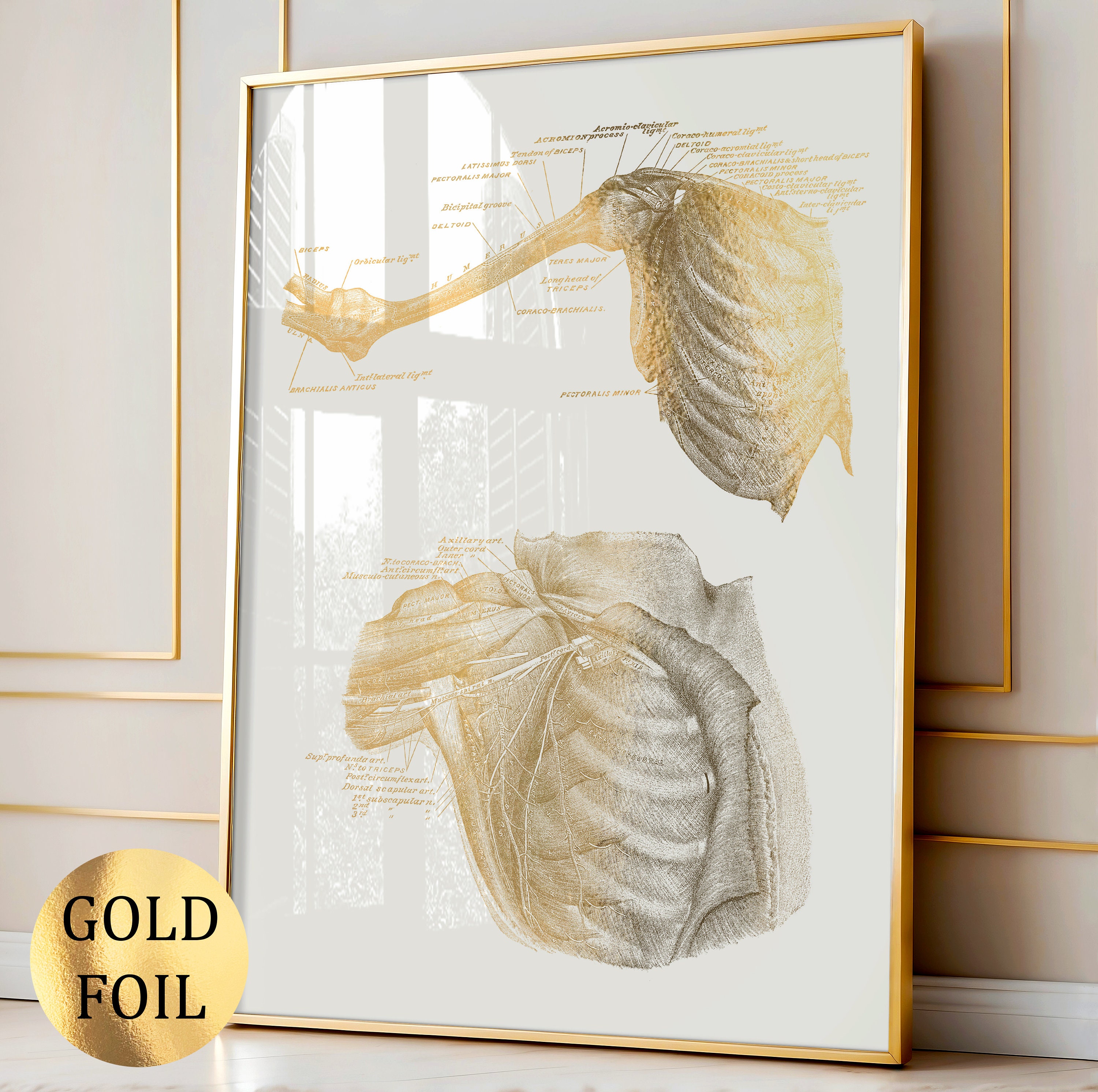 4 Gold Chest and Shoulder Anatomy Posters, Gold Foil Print, Medical Art ...