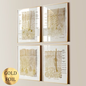 4 Dermatologist Gift Human Skin Anatomy Art Integumentary System Gold ...