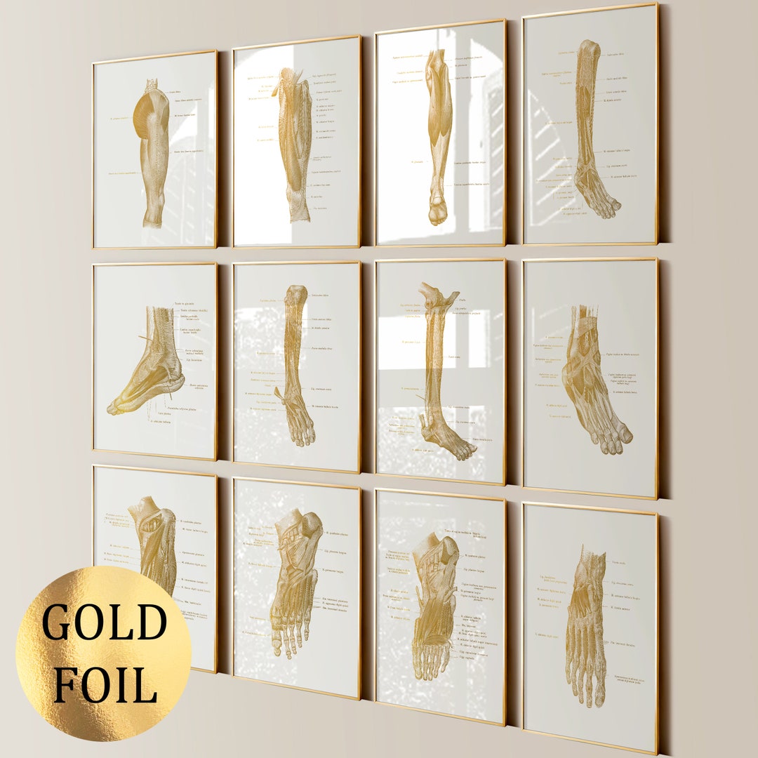 12 Foot Anatomy Art Orthopedic Art Medical Art Foot Muscles Poster Foot ...