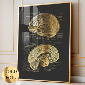 3 Gold Brain Anatomy Art Neurology Art Medical Art Clinic Wall Decor ...