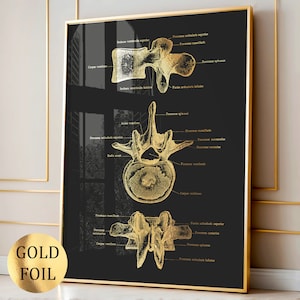 6 Spine Vertebral Column Anatomy Art Vertebrae Poster Spinal Diagram ...