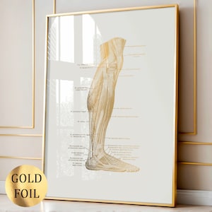8 Muscle Anatomy Art Labeled Muscular System Poster Medical Art ...