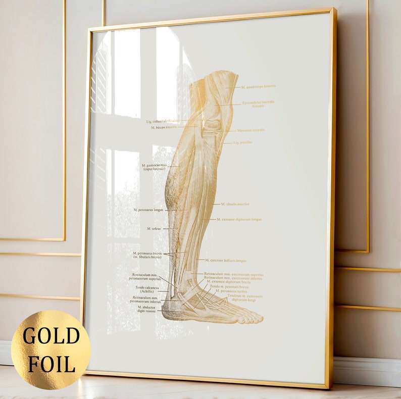 Set 6 Muscle Anatomy Art Muscular System Poster Medical Art ...