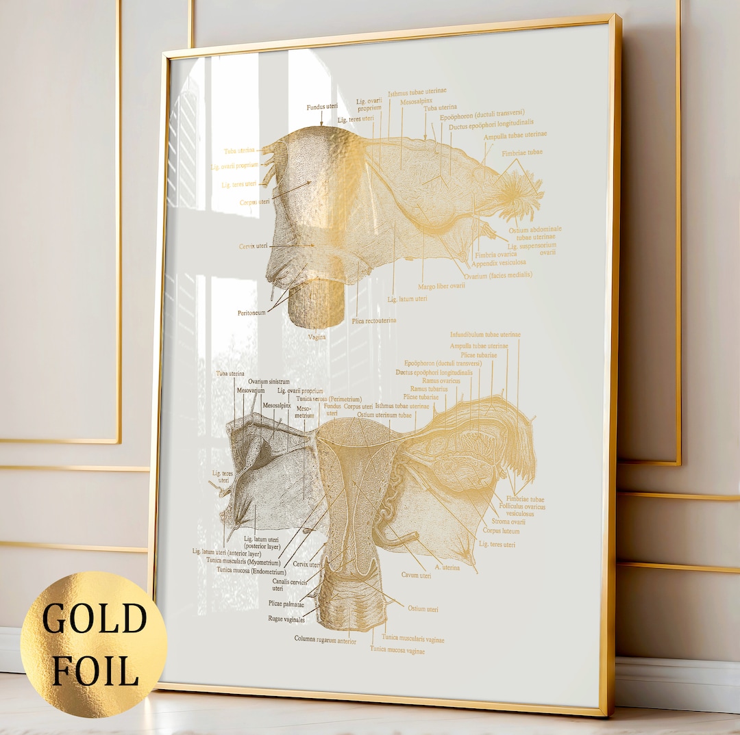 Uterus Art, Gold Anatomy Art, Medical Art, Female Anatomy, Reproductive ...