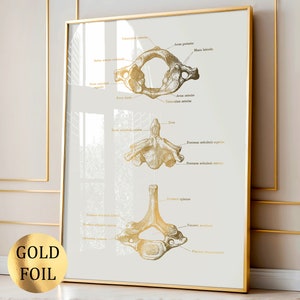Set 6 Spine Posters Skeletal System Anatomy Vertebral Column Art ...