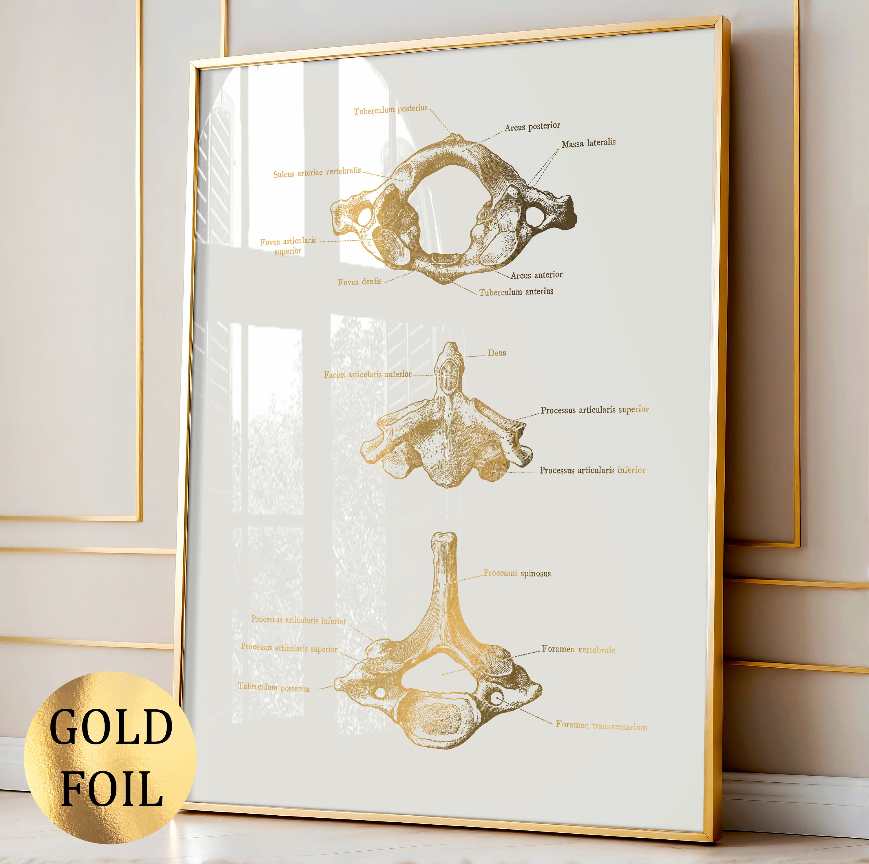 Set 6 Spine Posters Skeletal System Anatomy Vertebral Column Art ...