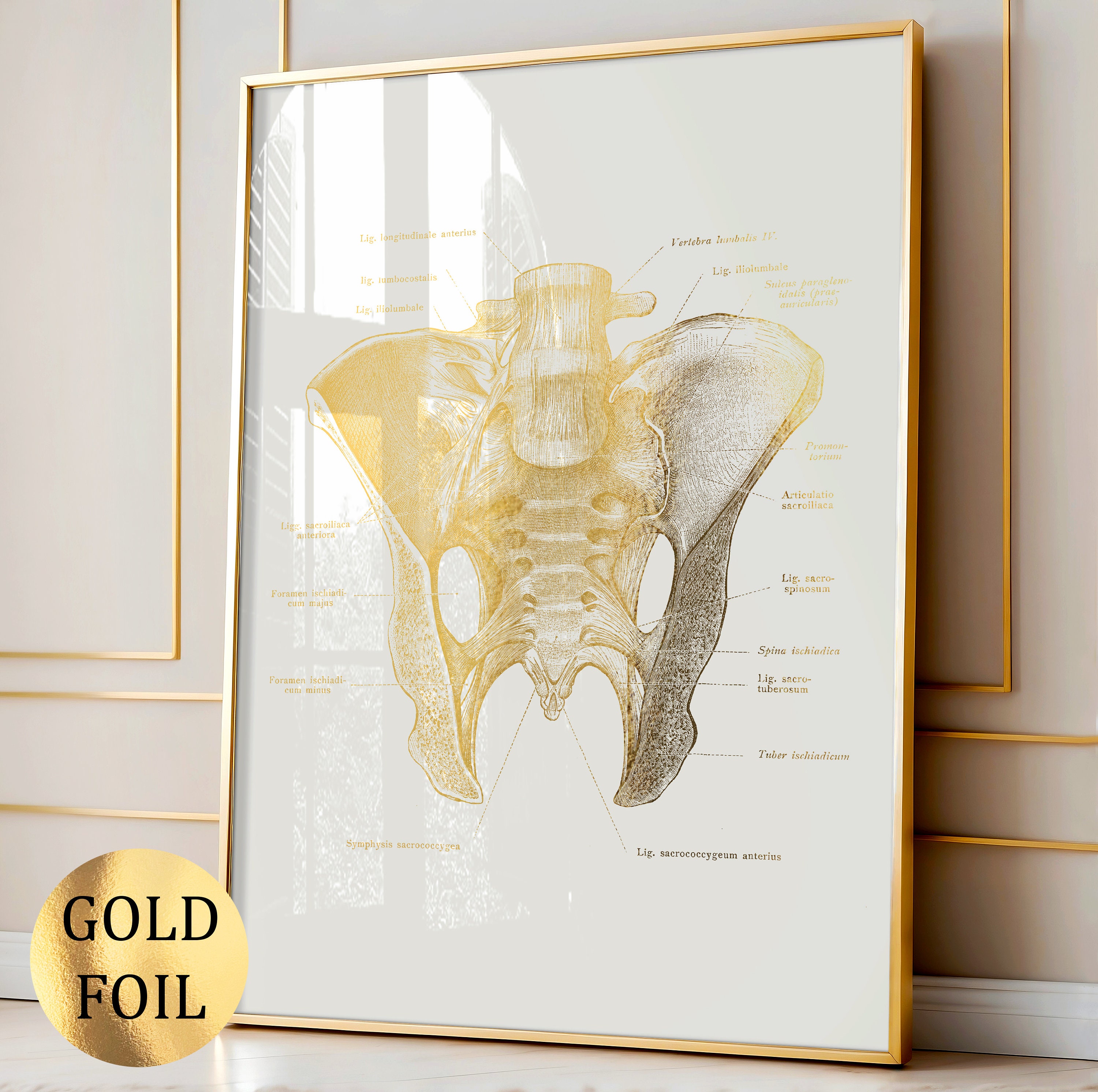 6 Pelvis Anatomy Art Pelvic Girdle Poster Orthopedic Art Obgyn Art ...