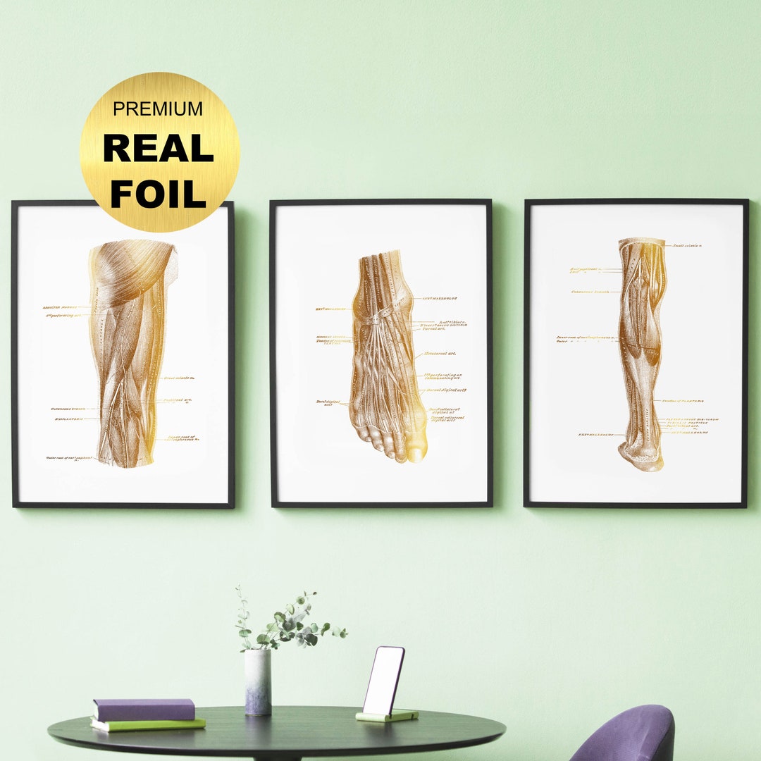 3 Gold Foot Anatomy Art Medical Poster Foot Muscles Diagram Foot ...