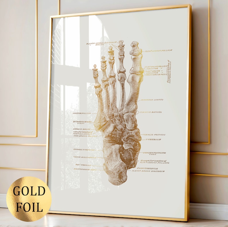 3 Foot Anatomy Art Orthopedic Poster Medical Art Orthopedist Gift ...