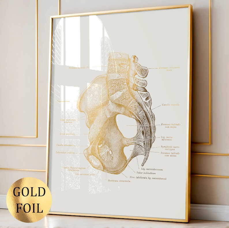 3 Gold Pelvis Posters, Anatomy Art, Orthopedic Art, Midwife Gift, Obgyn ...
