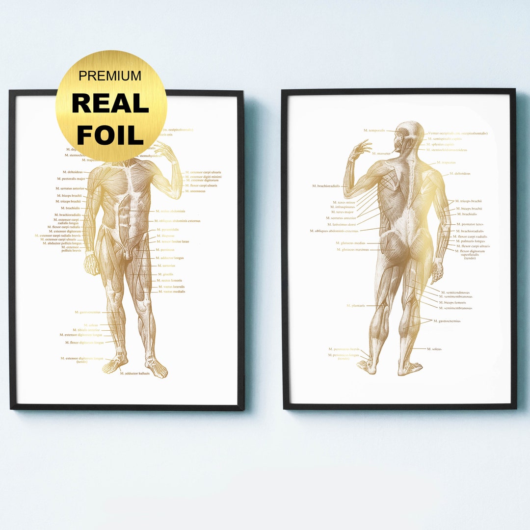 Gold Anatomy Art Labeled Muscular System Poster Body Structure - Etsy