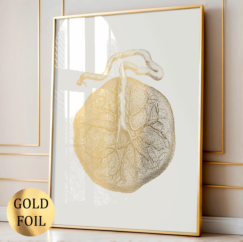 Set 8 Pregnancy Posters Female Anatomy Art Midwife Gift Fetus ...