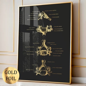 6 Spine Vertebral Column Anatomy Art Vertebrae Poster Spinal Diagram ...