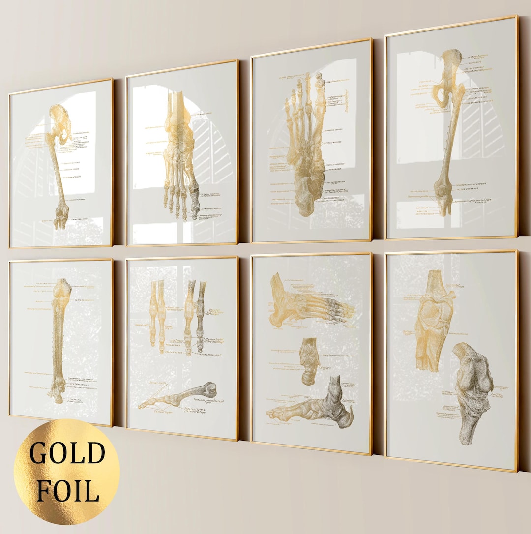 8 Foot Anatomy Posters Orthopaedic Gift Medical Art Orthopedist Gift ...
