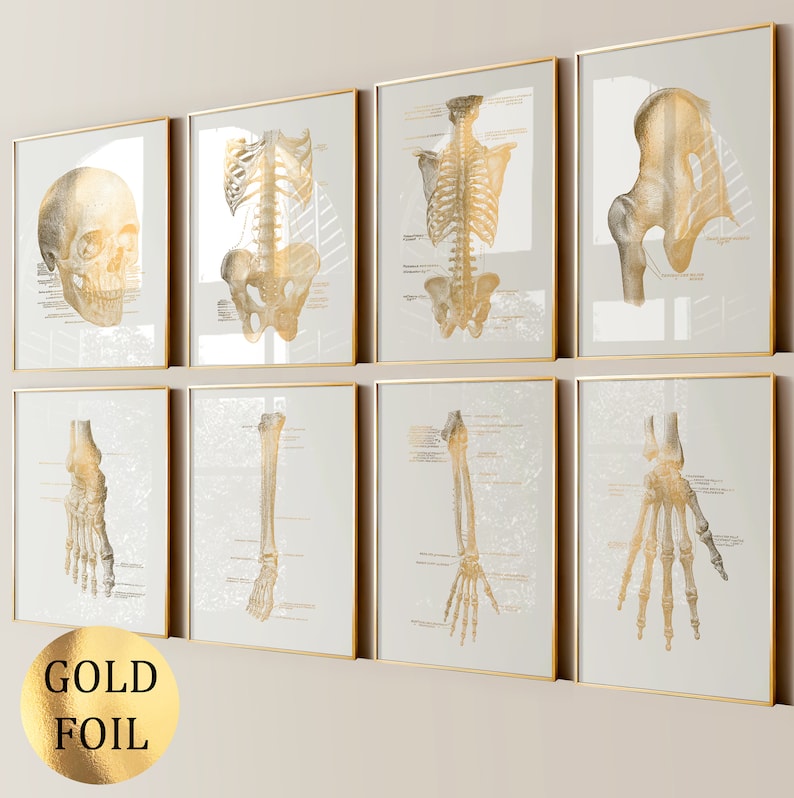Set 8 Human Skeleton Anatomy Art Orthopedic Art Medical Art Skeletal ...